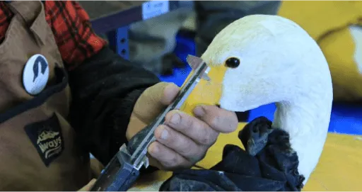 Image loading failure